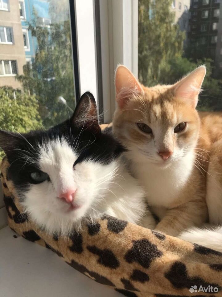 Котики Кутузов и Наполеон