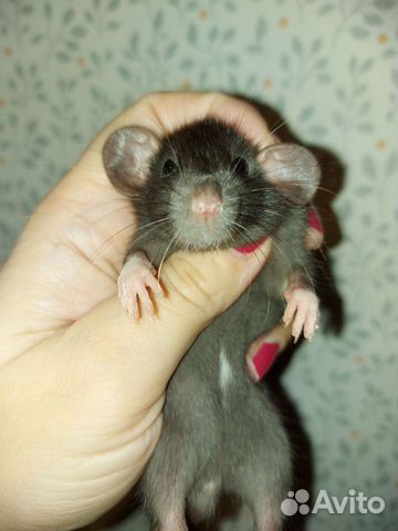 Крыски Крысята Дамбо Мальчики Чёрные и Соболь