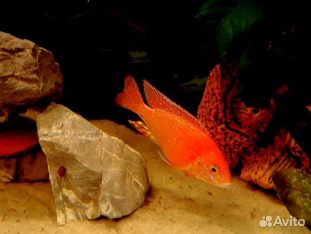 Цихлиды Аулонокара Орхидея ред