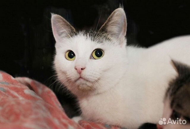 Кошка Сима 2 г