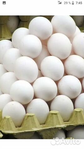 Принемаю на инкубирую яйца кур