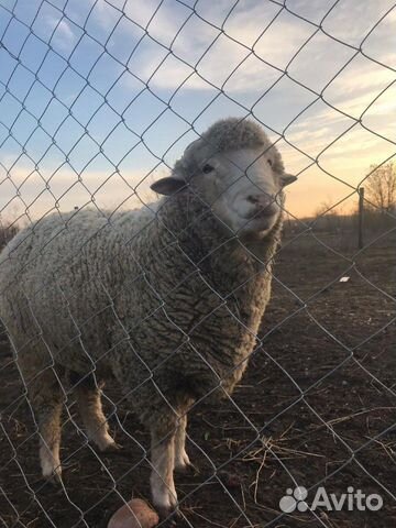 Баран меринос