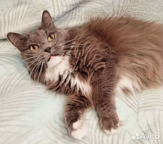 Кошка в добрые руки