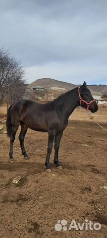 Жеребчик карачаевской породы