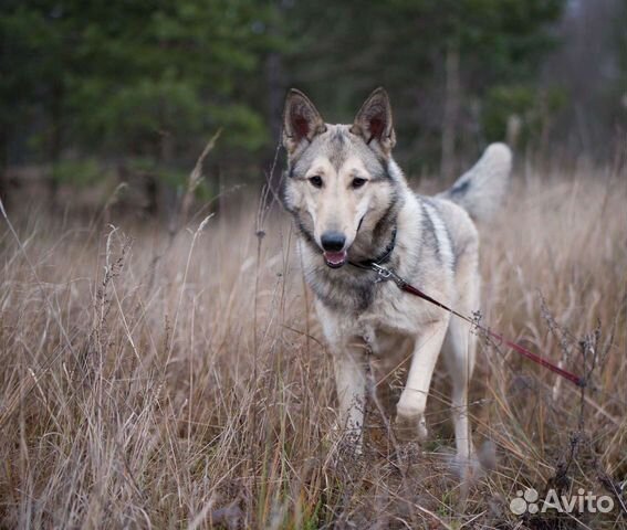 Щенок Харли ищет дом