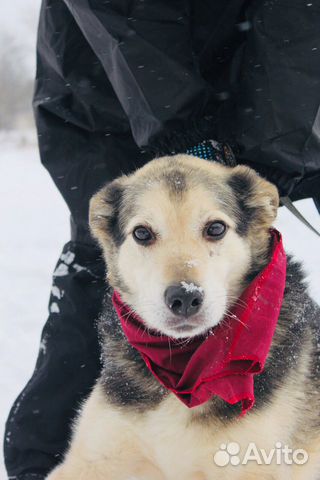 Любимчик Рони, отдам в хорошие руки