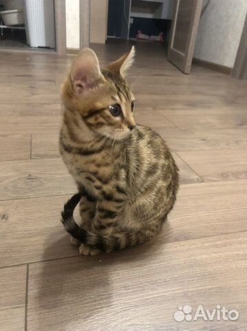 Бенгальские котята