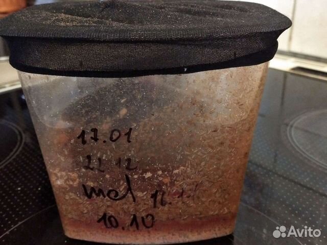 Муха меланогастр не летающая