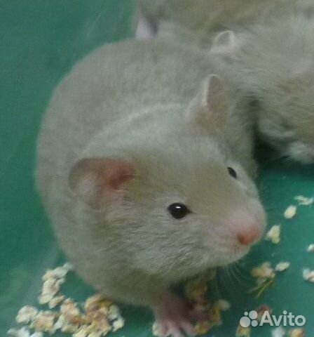 Сирийские Хомяки Редкие Голубые