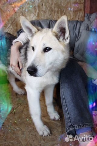 Злата станет вашим другом