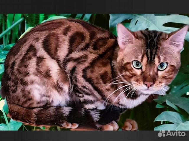 Бенгальские взрослые коты