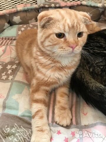 Котята Шотландские вислоухие