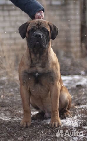 Щенок Бульмастифа