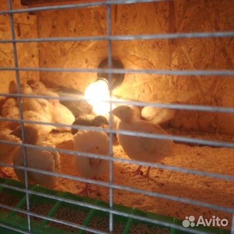 Перепелята 3х недельные