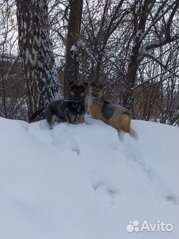 Щенята Пряник и Кексик
