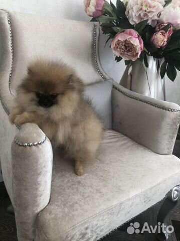 Шпиц Масяня