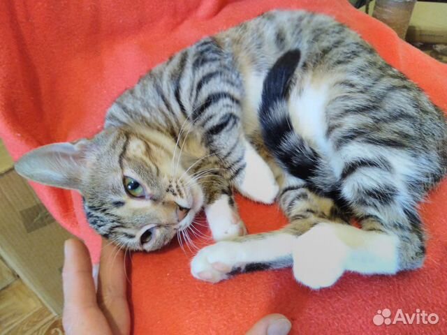 Котенок-девочка 6 месяцев