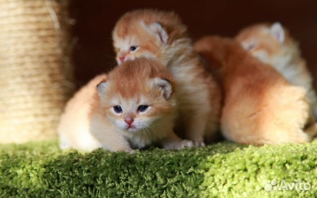 Британские золотые котята