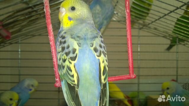 Волнистый попугай птенец самка