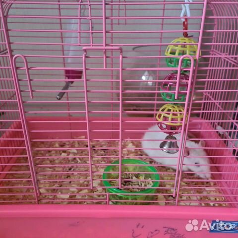 Крыса с клеткой