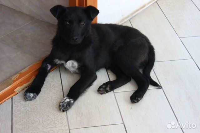 Щенок Дарк, мальчик 4.5 мес