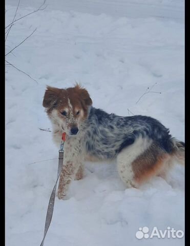 Отдадим собачку в хорошие руки