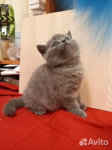 Племенной голубой котик Скоттиш-страйт