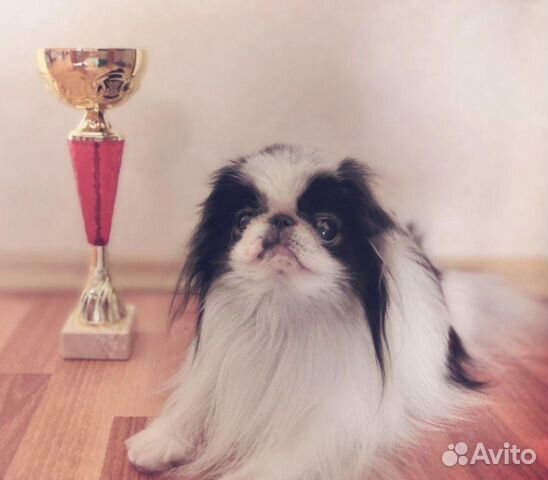 Японский Хин. Кобель-чемпион для вязки