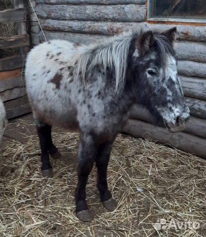 Кобыла пони