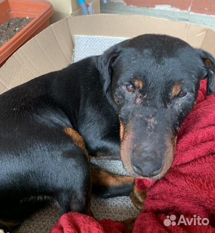 Ягдтерьер в добрые руки