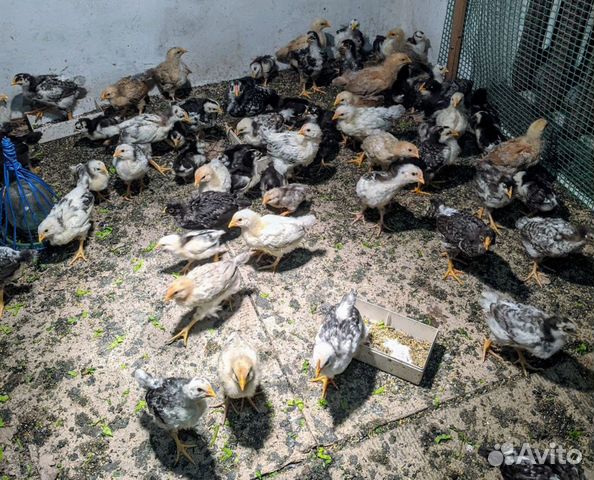 Суточные домашние цыплята