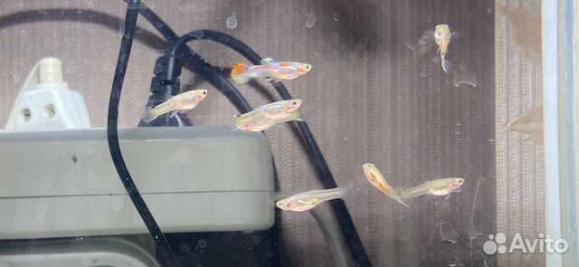 Гуппи эндлера