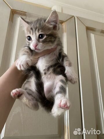 Отдаю бесплатно котят девочек