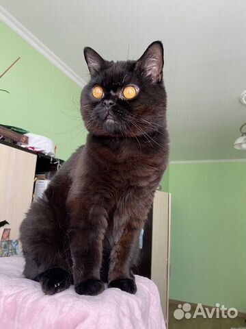Шотландский кот вязка