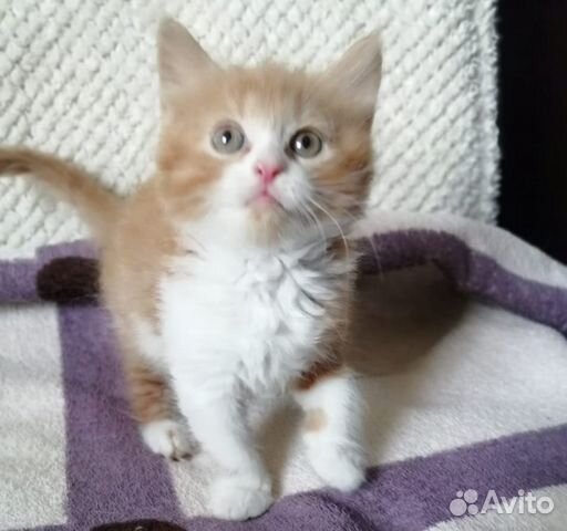 Котенок в добрые руки