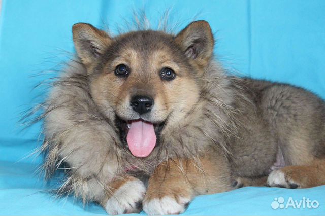 Щенок (мальчик. 2 месяца) в добрые руки