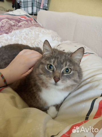 Кошка в добрые руки