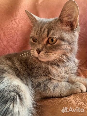 Кошечка Сенга