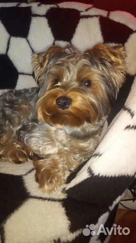 Йоркширский терьер вязка