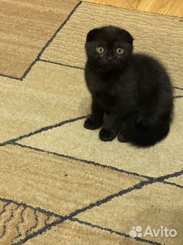 Шикарный шотландский вислоухий котик