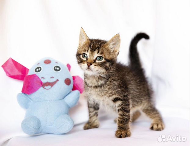 Котенок мальчик 1,5 месяца