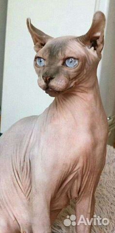 Канадский сфинкс эльф