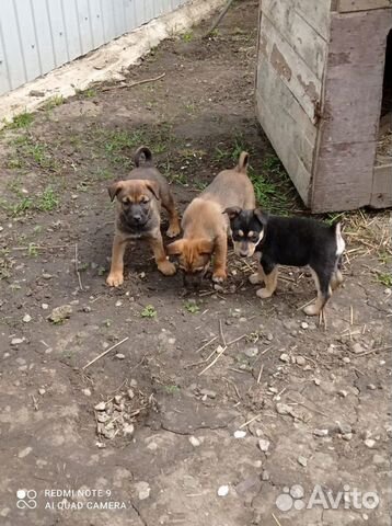 Щенки от маленкой собачки