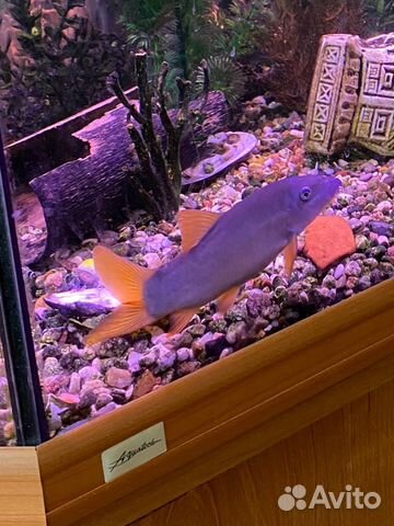 Аквариумные рыбки