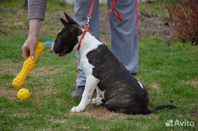 Девочка стандартного бультерьера