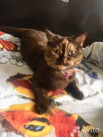 Кошечка британка