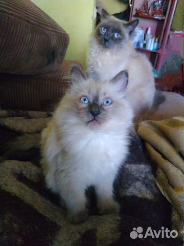 Котенок породы Невская маскарадная