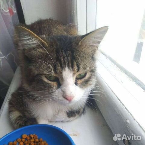 Котик в добрые руки