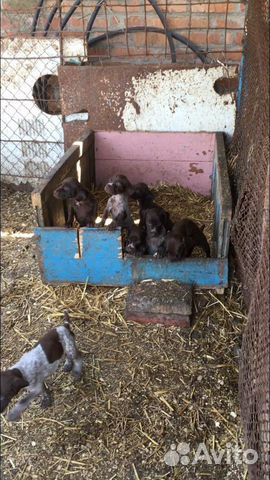 Щенки породы курцхаар