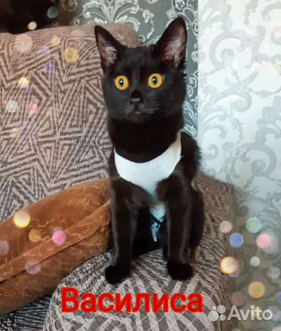 Кошка Василиса 5-6 месяцев